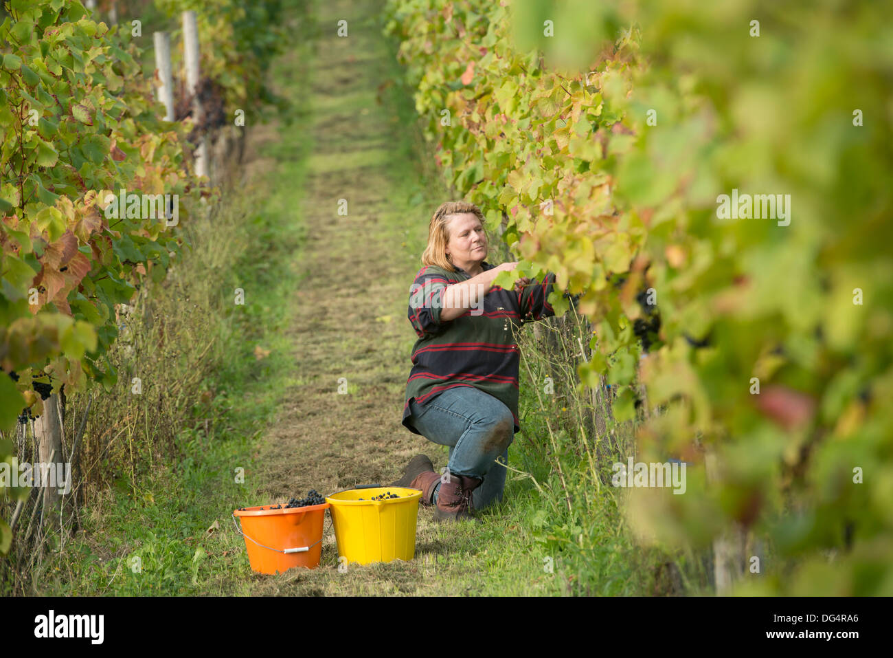 The Stapley family collect the years grape harvest to make wine at ...