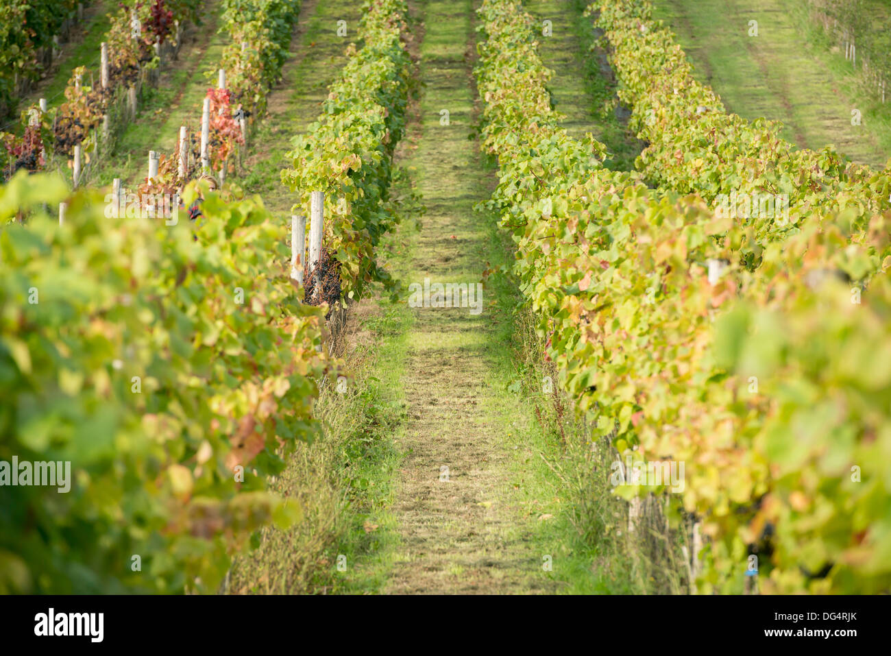 rows of grape vines at harvest time at the Stapley family run Redyeates ...