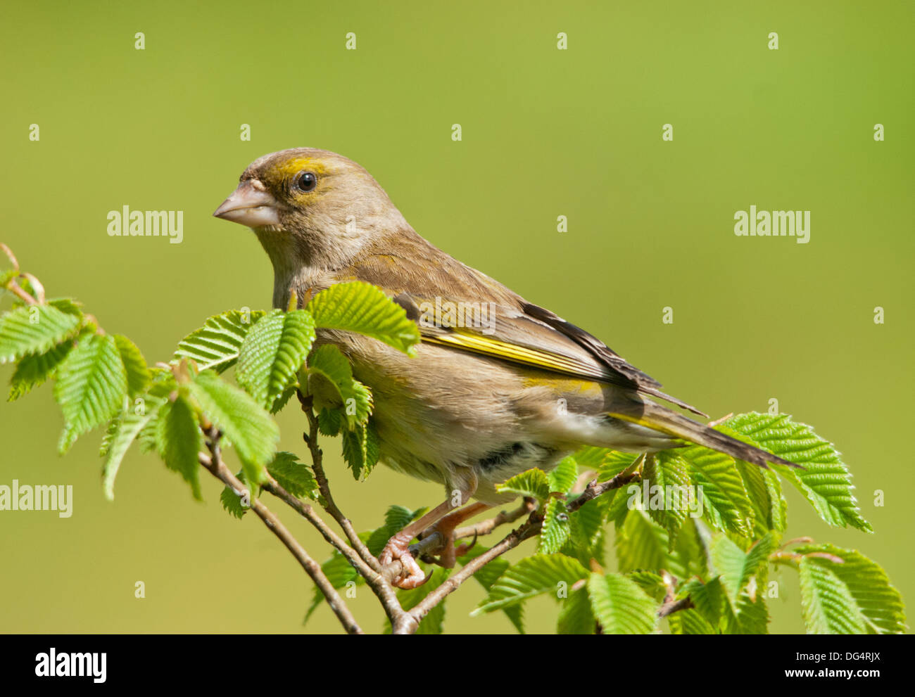 Greenfinch european hi-res stock photography and images - Alamy