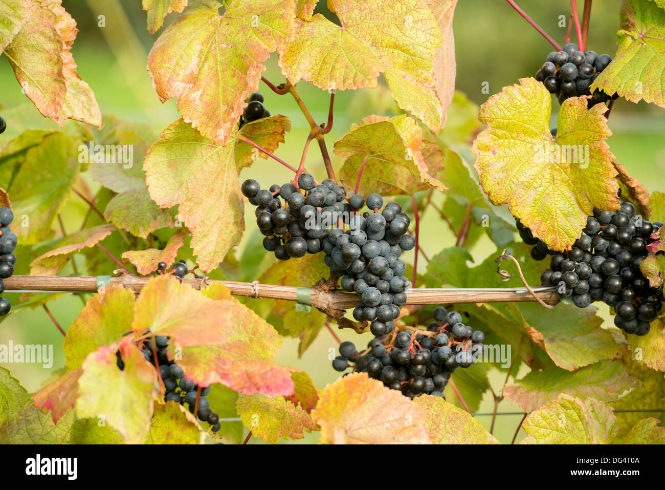 red rondo grapes sit on vines during harvest time at the family run ...