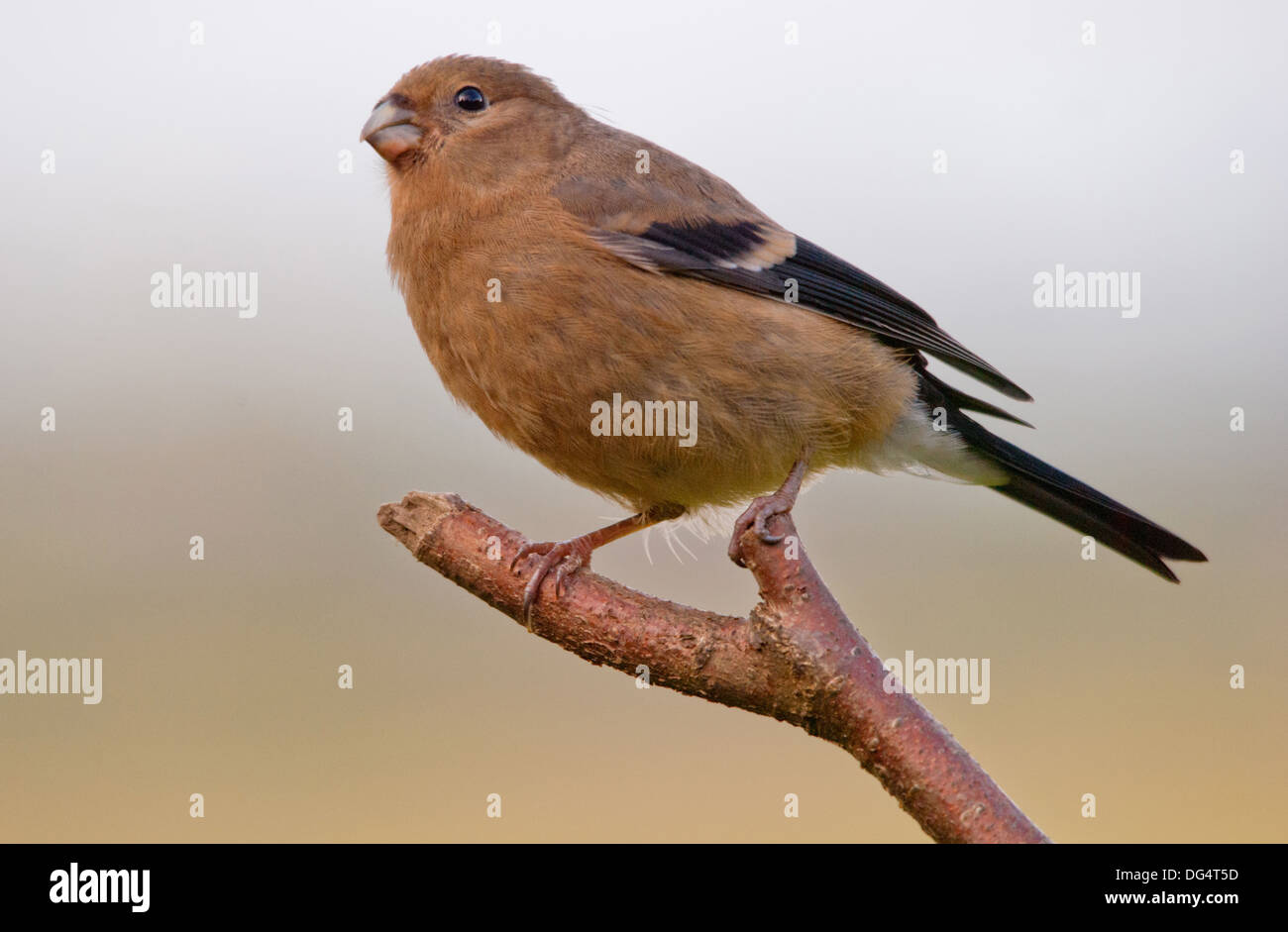 Young bullfinch hi-res stock photography and images - Alamy