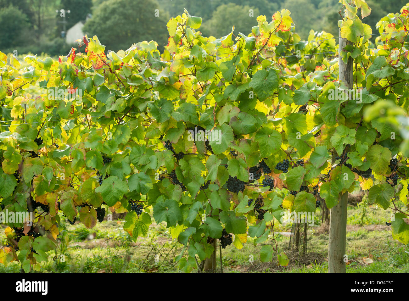 Vendage hi-res stock photography and images - Alamy