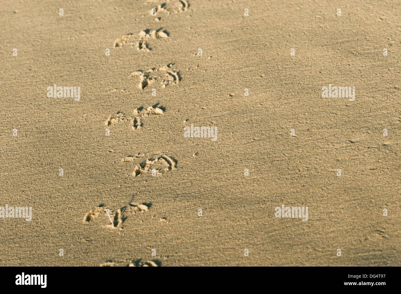 Webbed footprints hi-res stock photography and images - Alamy