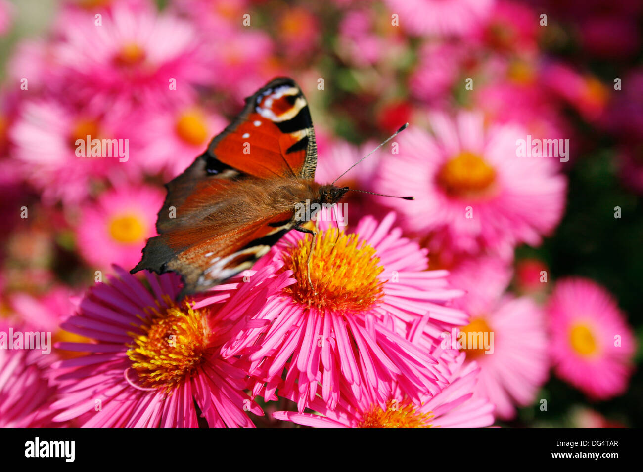Aster with peacock butterfly hi-res stock photography and images - Alamy
