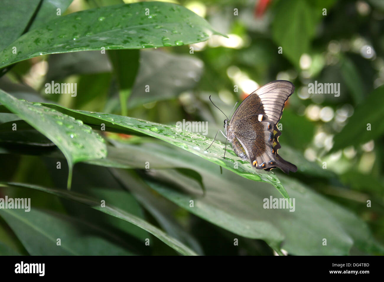 Wet insect hi-res stock photography and images - Alamy
