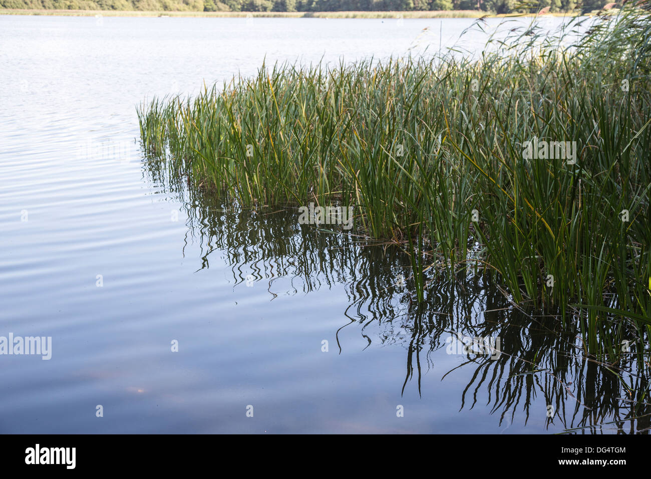 Tranquil scene with reeds, reflections and water ripples at Frensham ...