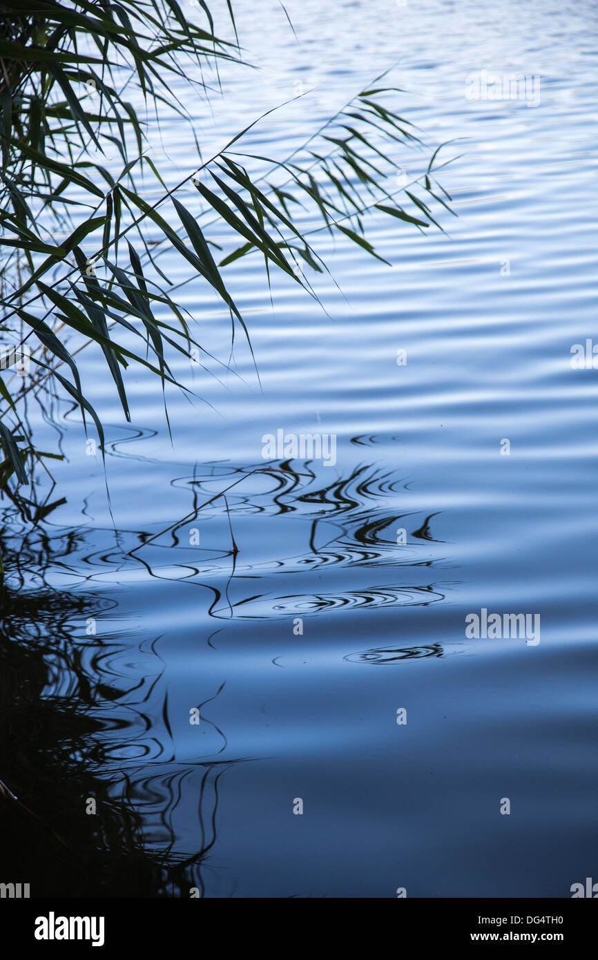 Ripples Pond Stock Photos & Ripples Pond Stock Images - Alamy