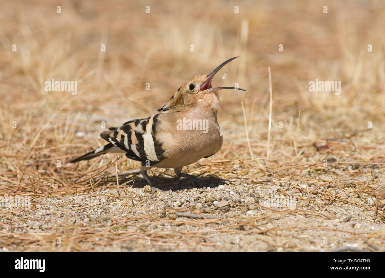 Hoopoe Upupa epops Stock Photo - Alamy