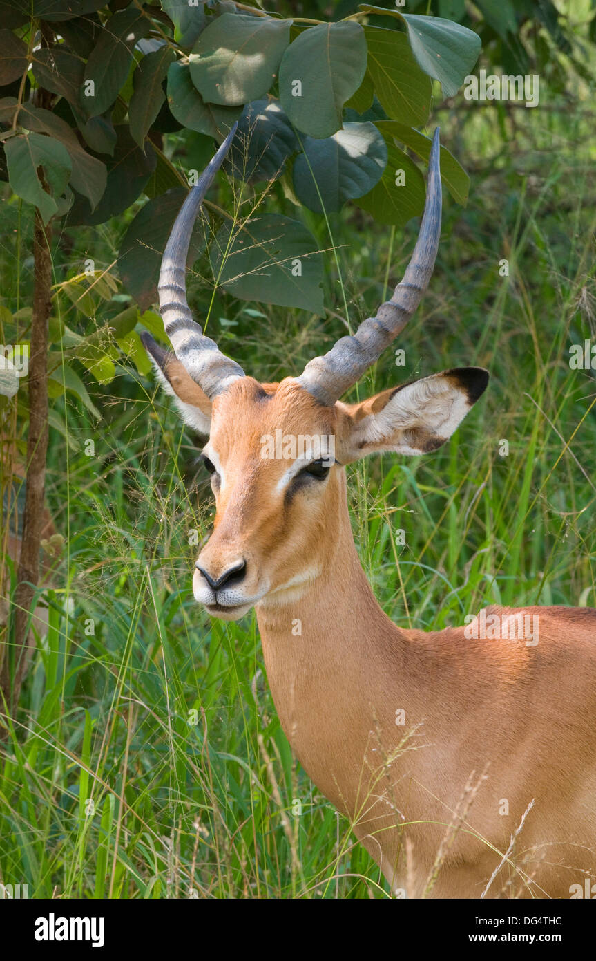 Young male Impala Aepyceros melampus gazelle immature antlers Southern ...