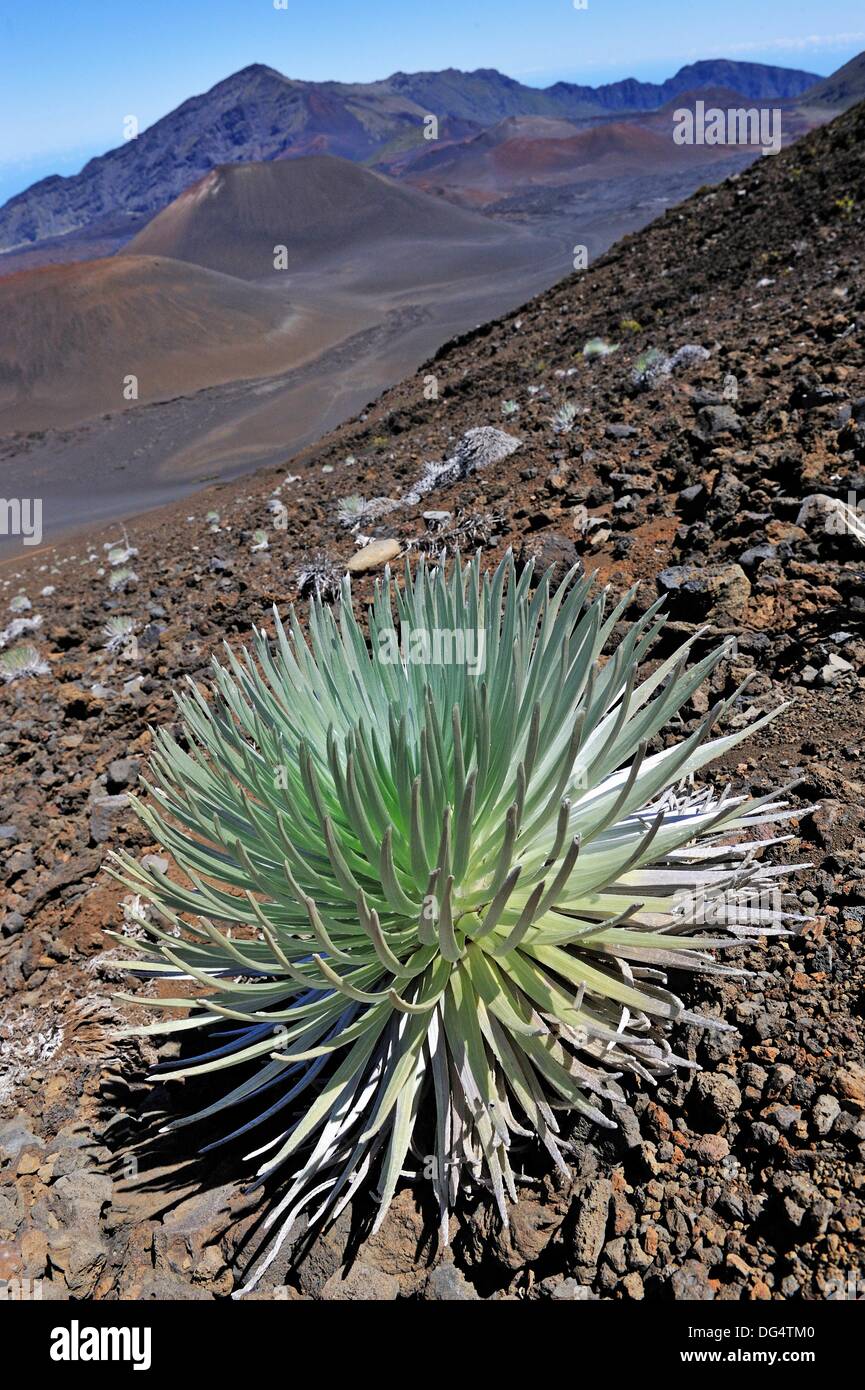 Rosette Flower High Resolution Stock Photography and Images - Alamy