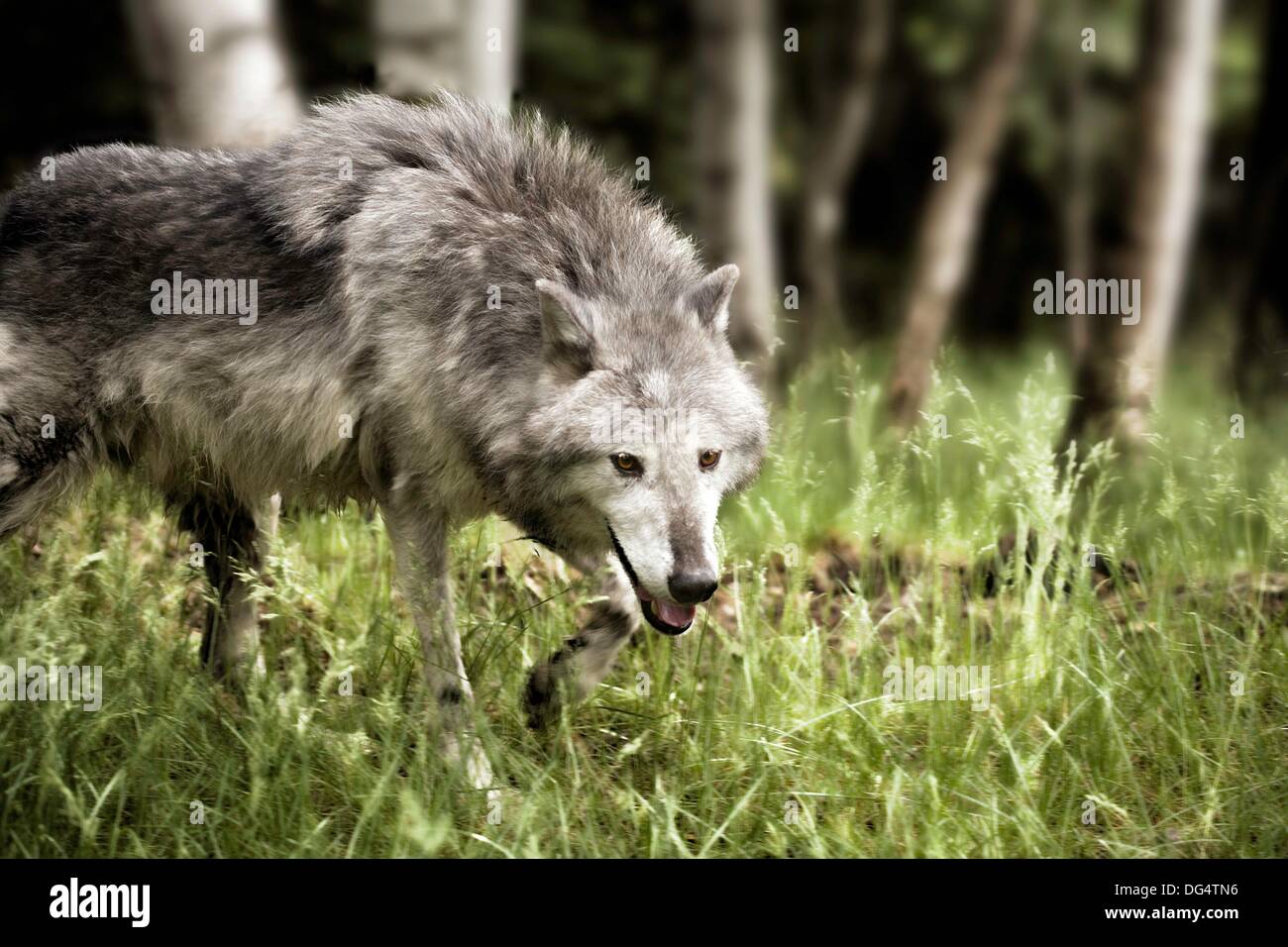 Wolf on prowl hi-res stock photography and images - Alamy