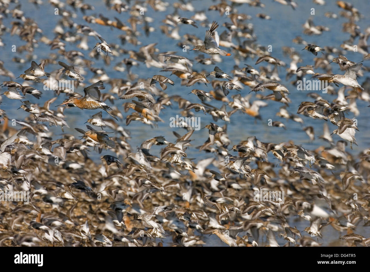 Flocking species hi-res stock photography and images - Alamy