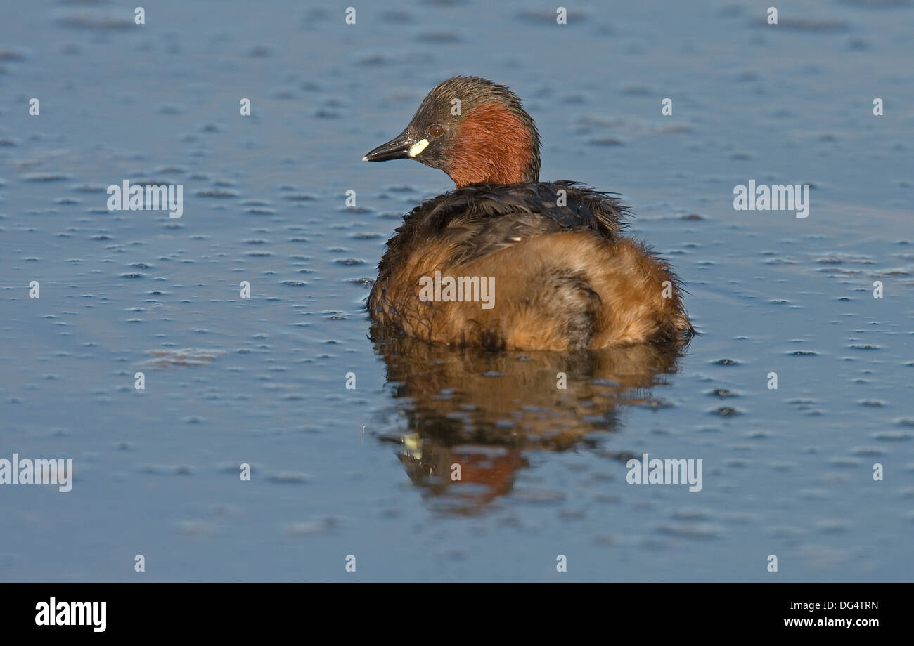 Little Grebe Tachybaptus ruficollis Stock Photo - Alamy