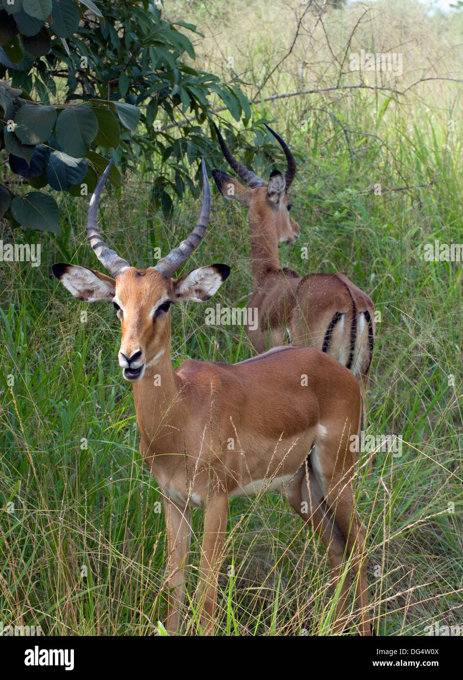 Young male Impala Aepyceros melampus gazelle immature antlers Southern ...