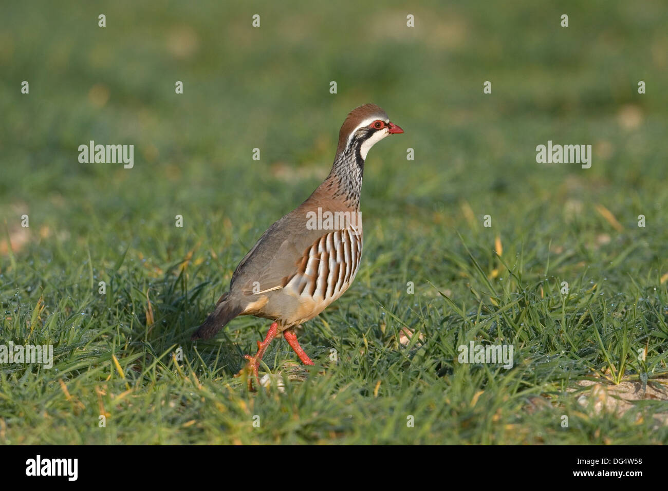 Red-legged Partridge Alectoris rufa Stock Photo - Alamy