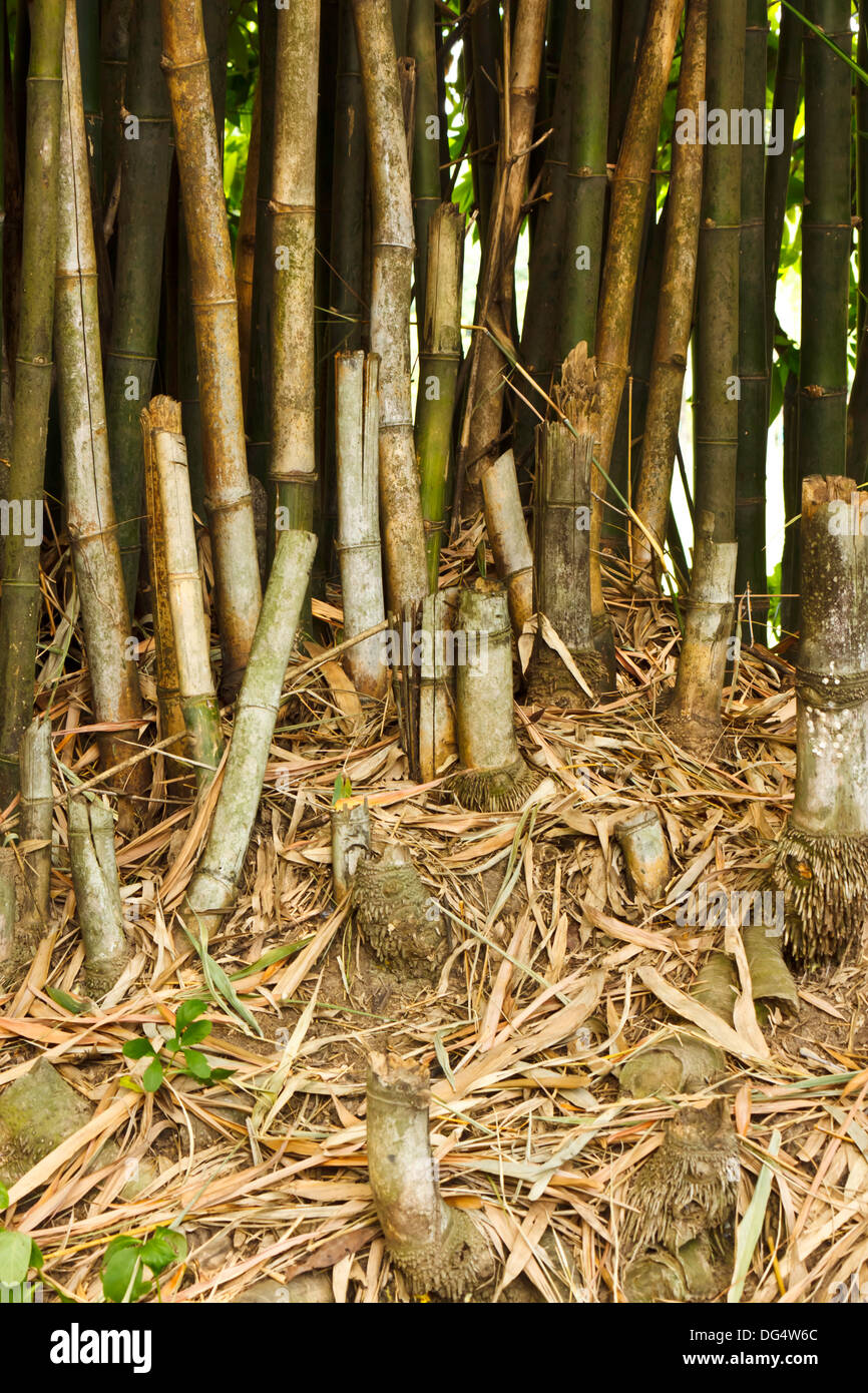 Bamboo stripes hi-res stock photography and images - Alamy