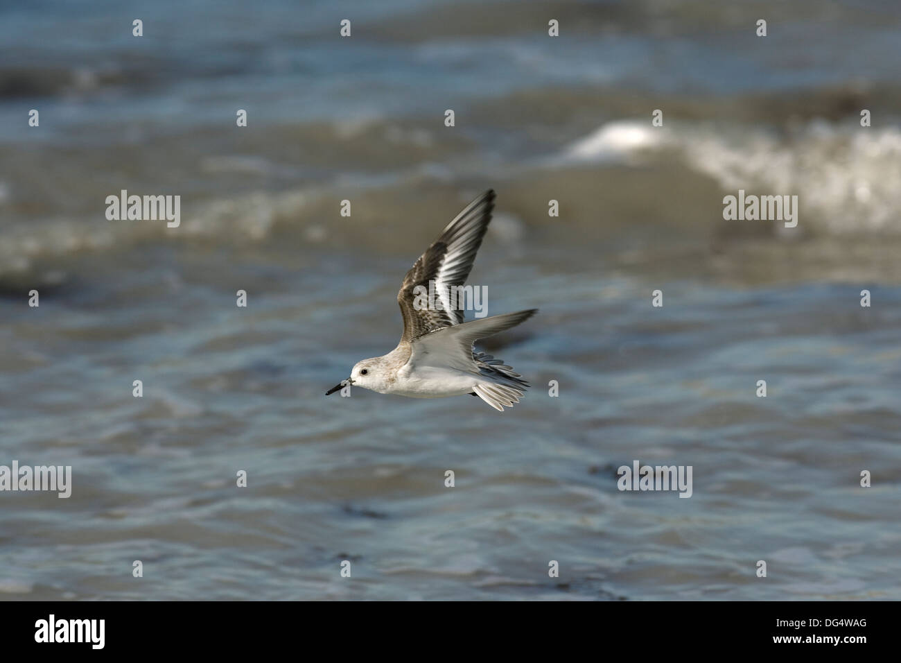 Sanderling migration hi-res stock photography and images - Alamy