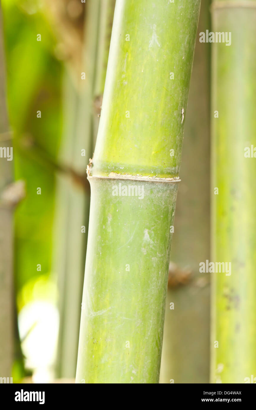 Bamboo stripes hi-res stock photography and images - Alamy