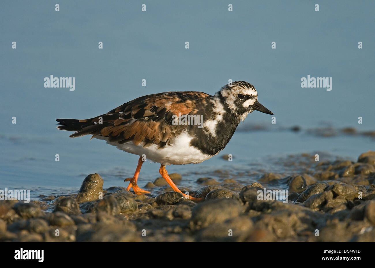 Turnstone Arenaria interpres Stock Photo - Alamy