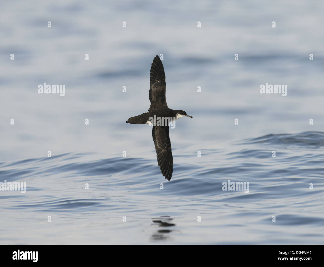 Manx Shearwater Puffinus puffinus Stock Photo - Alamy