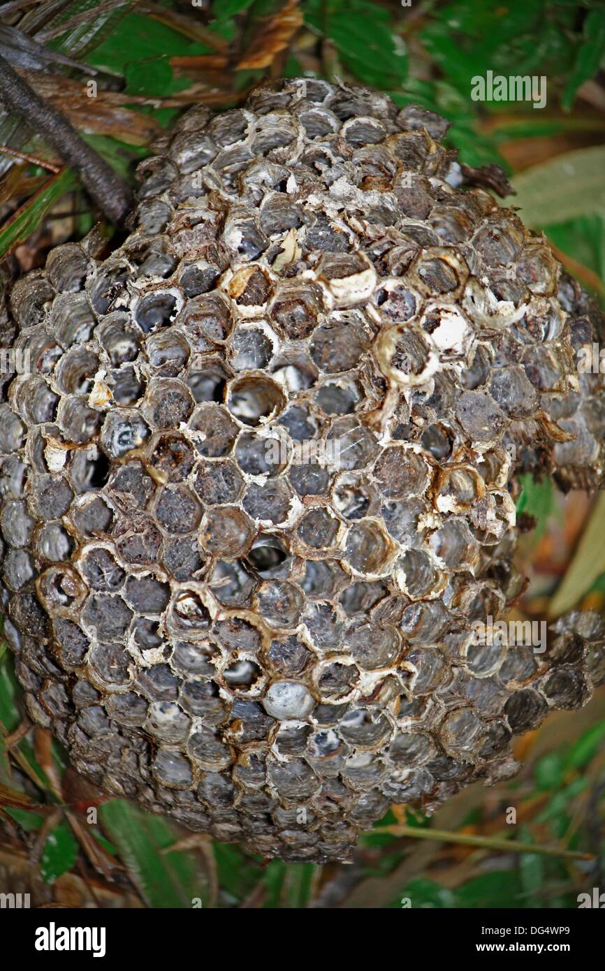Comb of Apis Florea, Honeybee, India Stock Photo - Alamy
