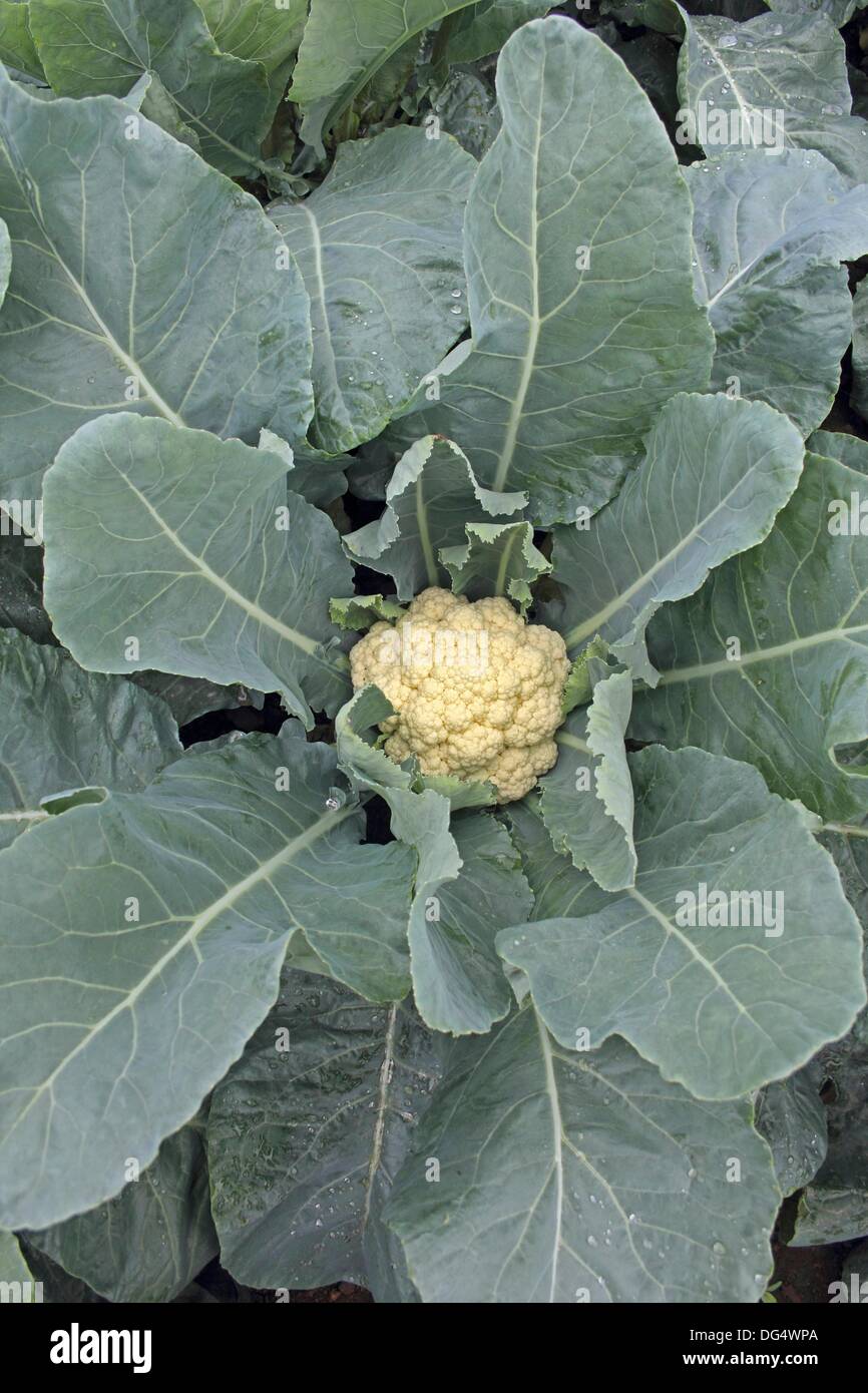 Cauliflower field, India Stock Photo - Alamy