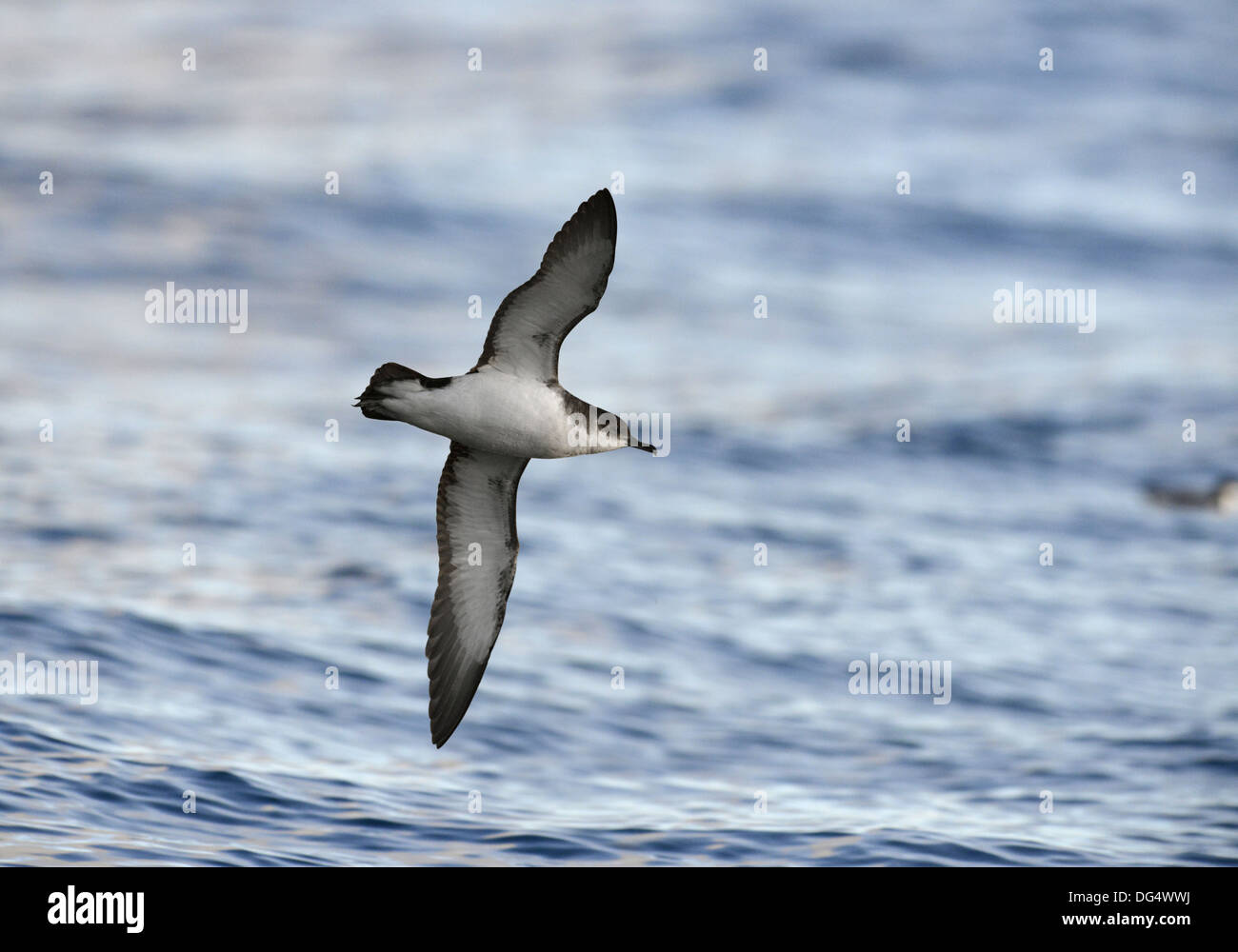 Manx shearwater hi-res stock photography and images - Alamy