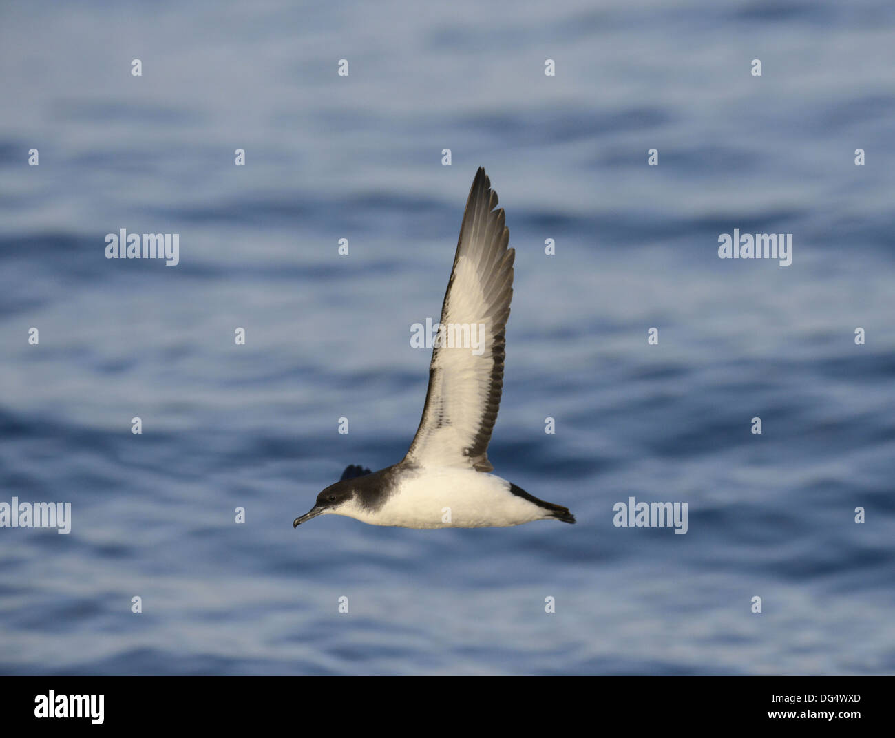 Manx Shearwater Puffinus puffinus Stock Photo - Alamy