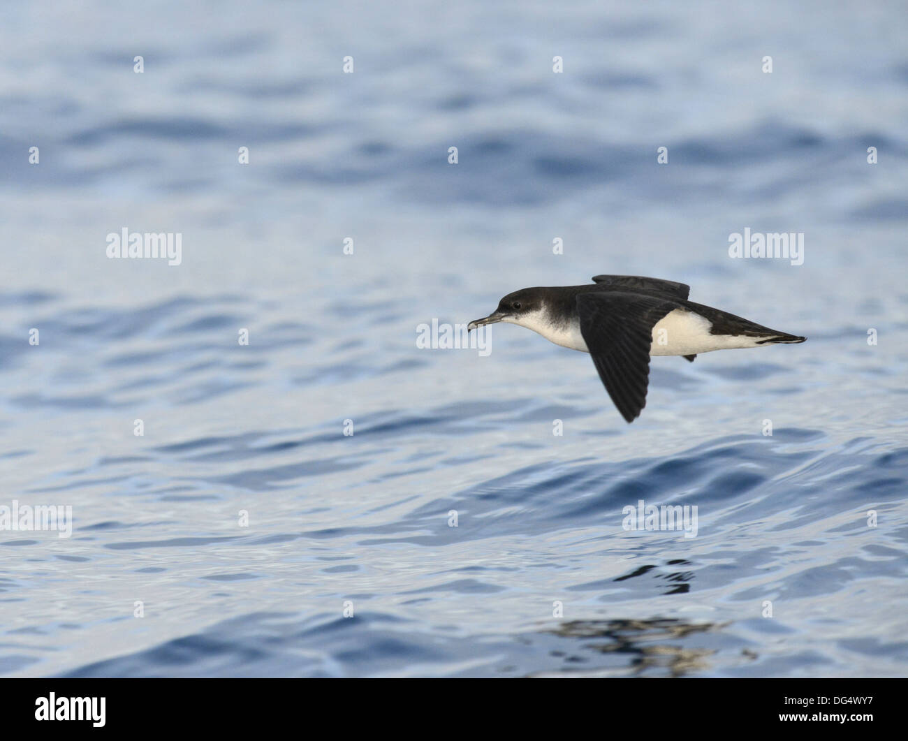 Manx Shearwater Puffinus puffinus Stock Photo - Alamy