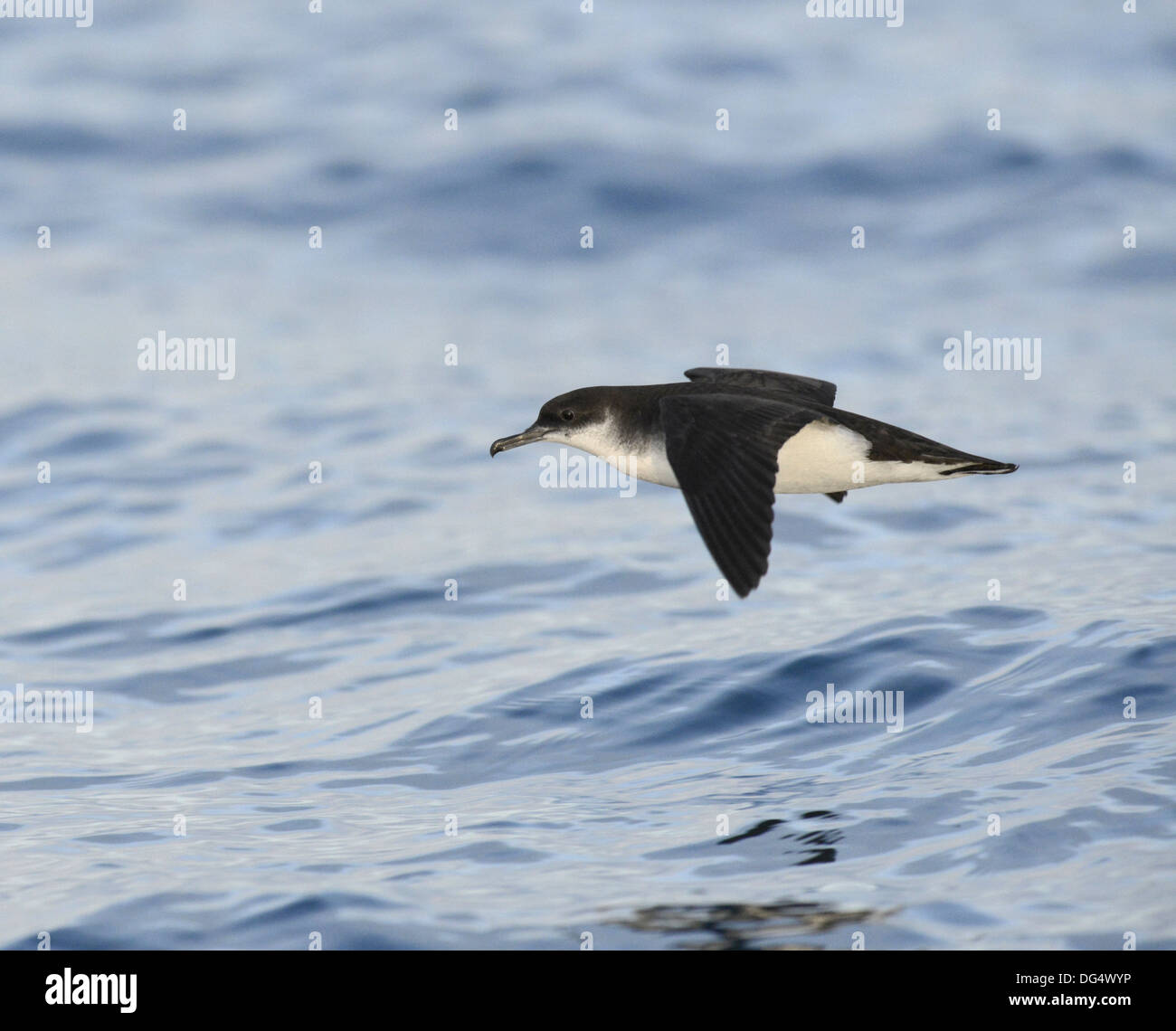 Manx Shearwater Puffinus puffinus Stock Photo - Alamy