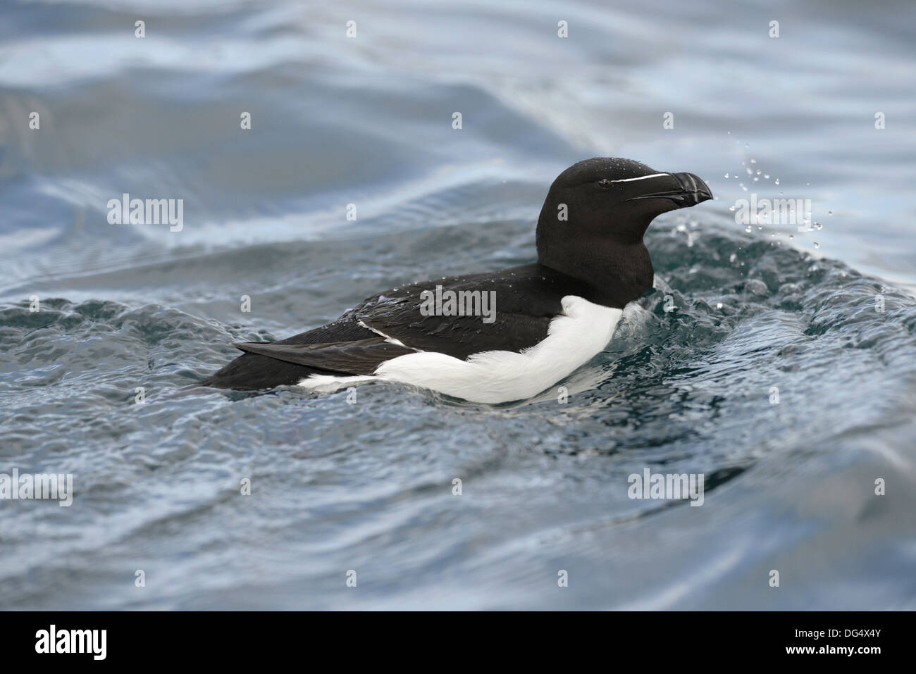 Razorbill Alca torda Stock Photo - Alamy