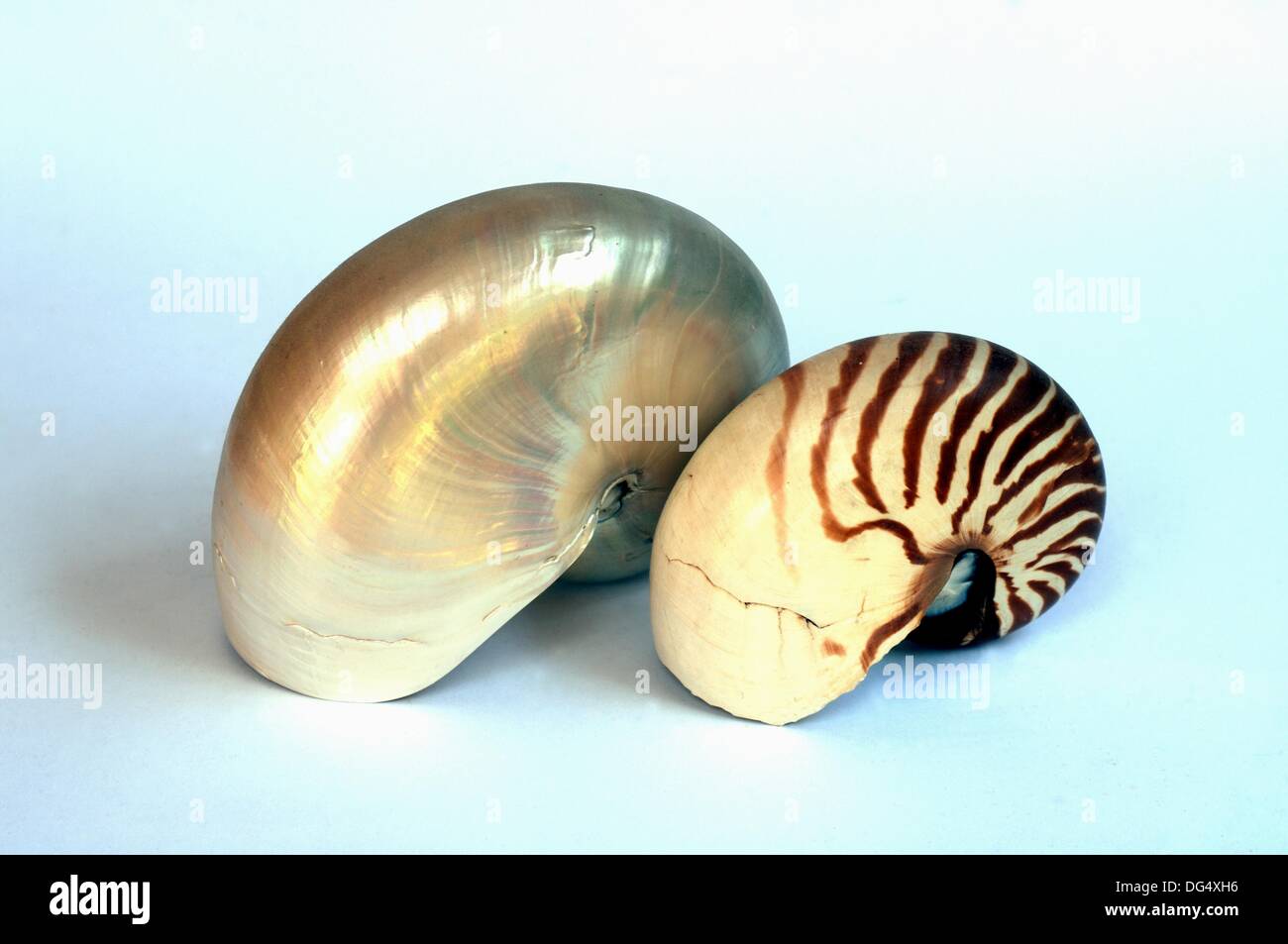 Polished shell hi-res stock photography and images - Alamy
