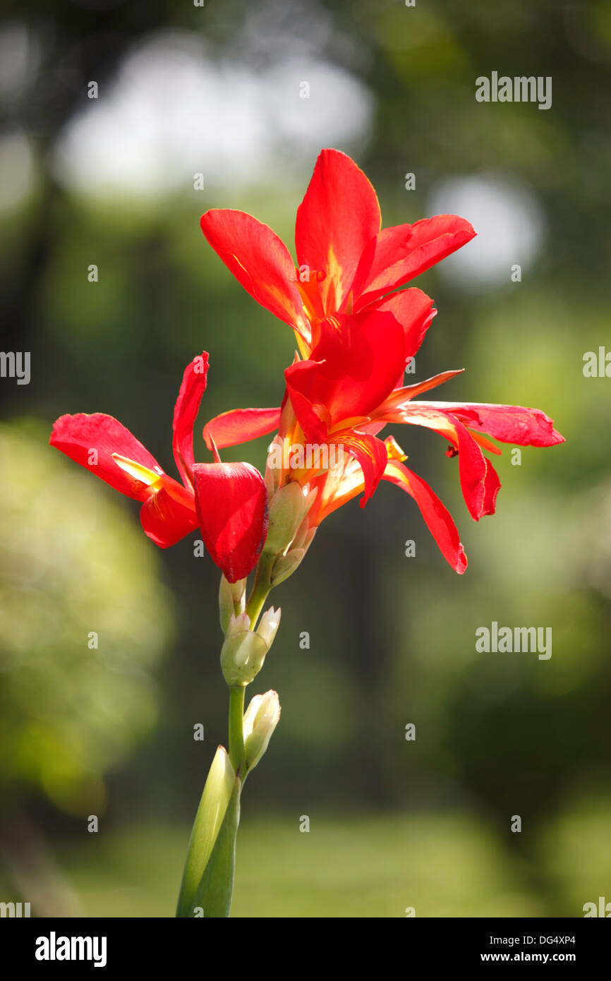 Saturated garden hi-res stock photography and images - Alamy