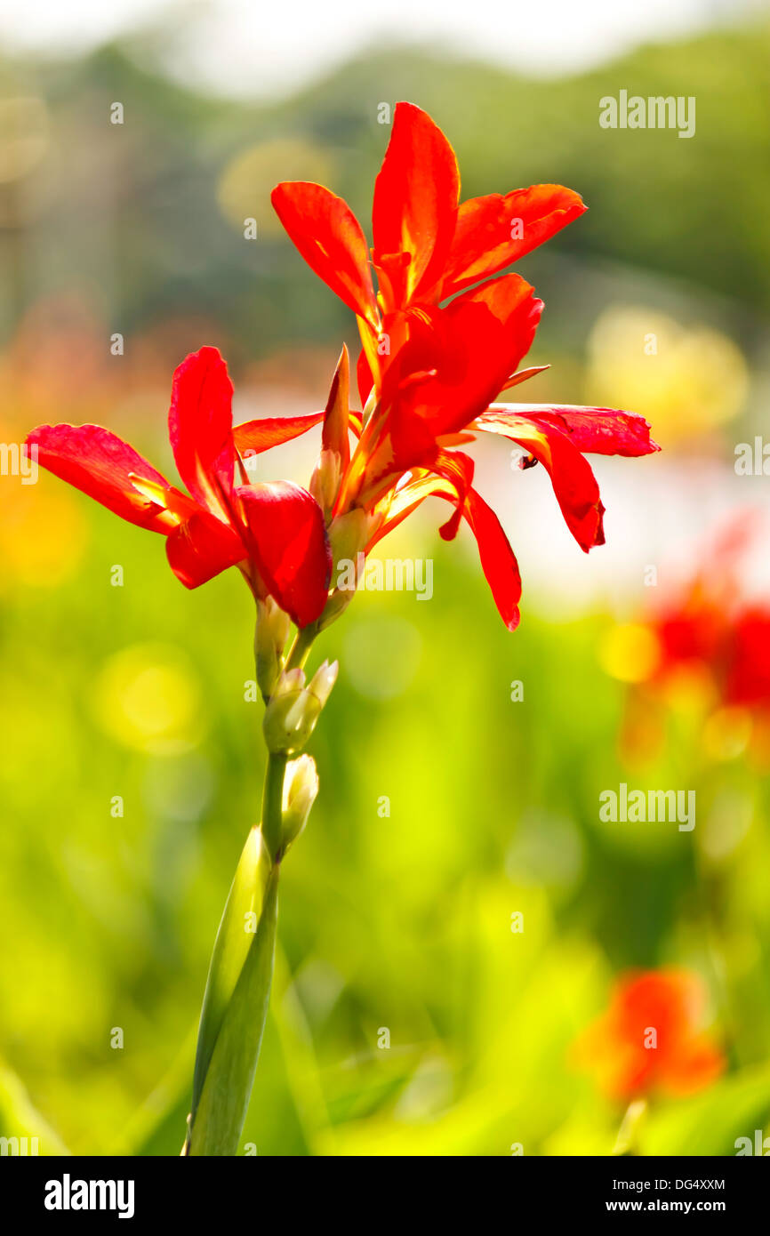 red flower in garden Stock Photo - Alamy
