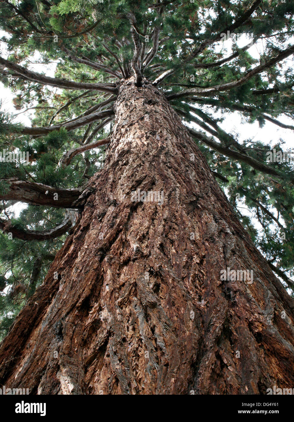 Tree branches branch hi-res stock photography and images - Alamy