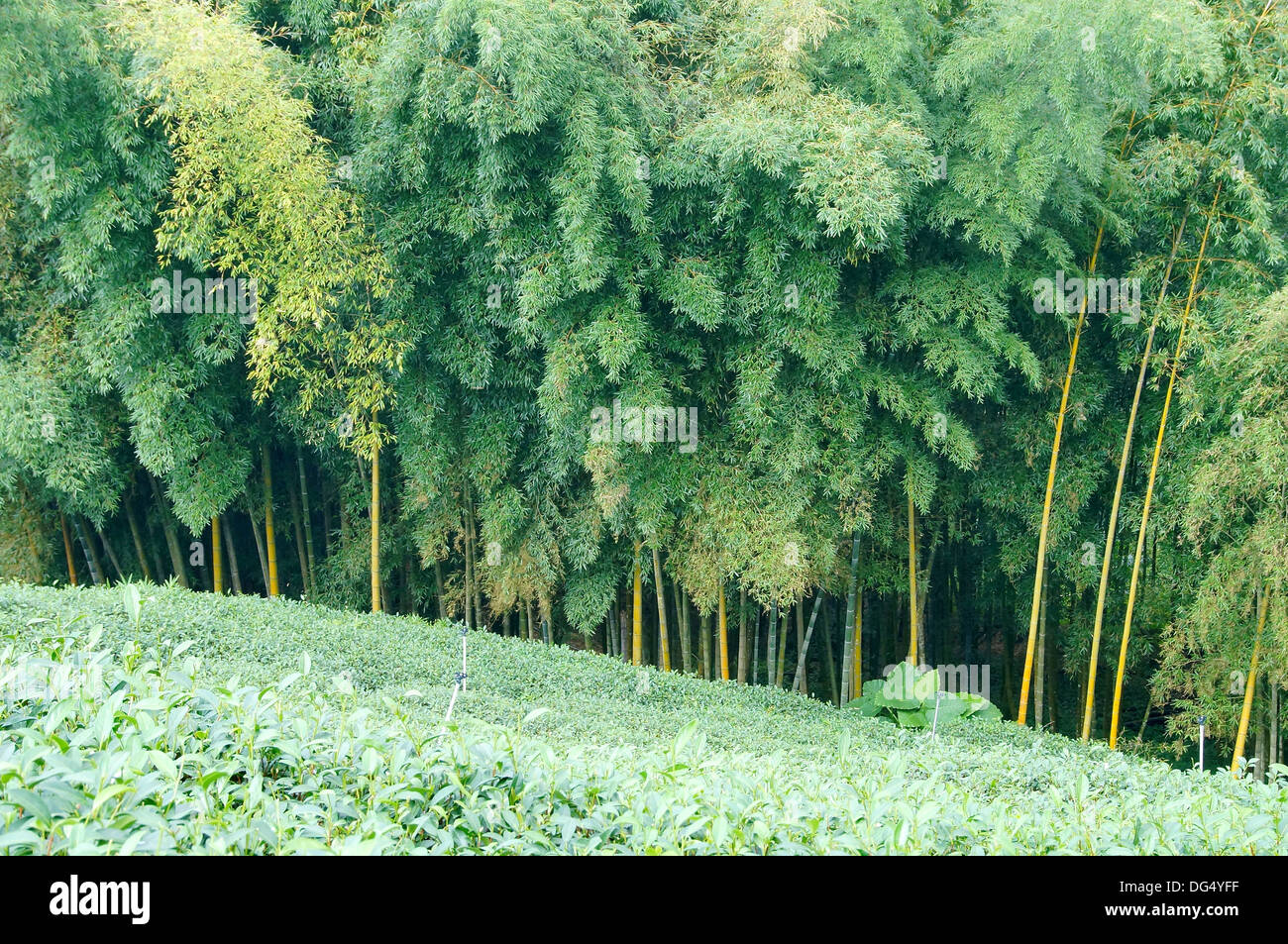 Field of bamboo hi-res stock photography and images - Alamy