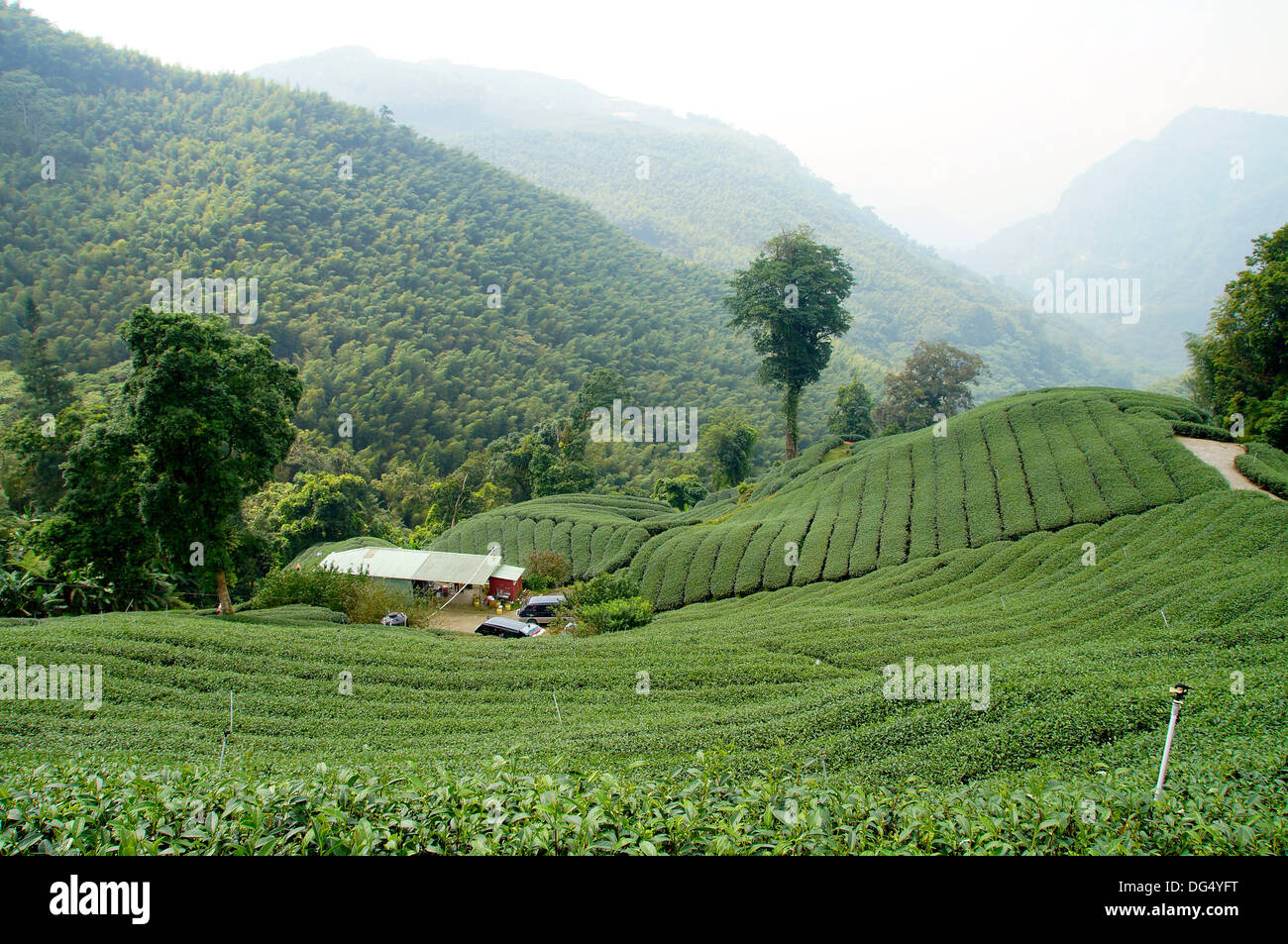Tea field in central Taiwan Stock Photo - Alamy