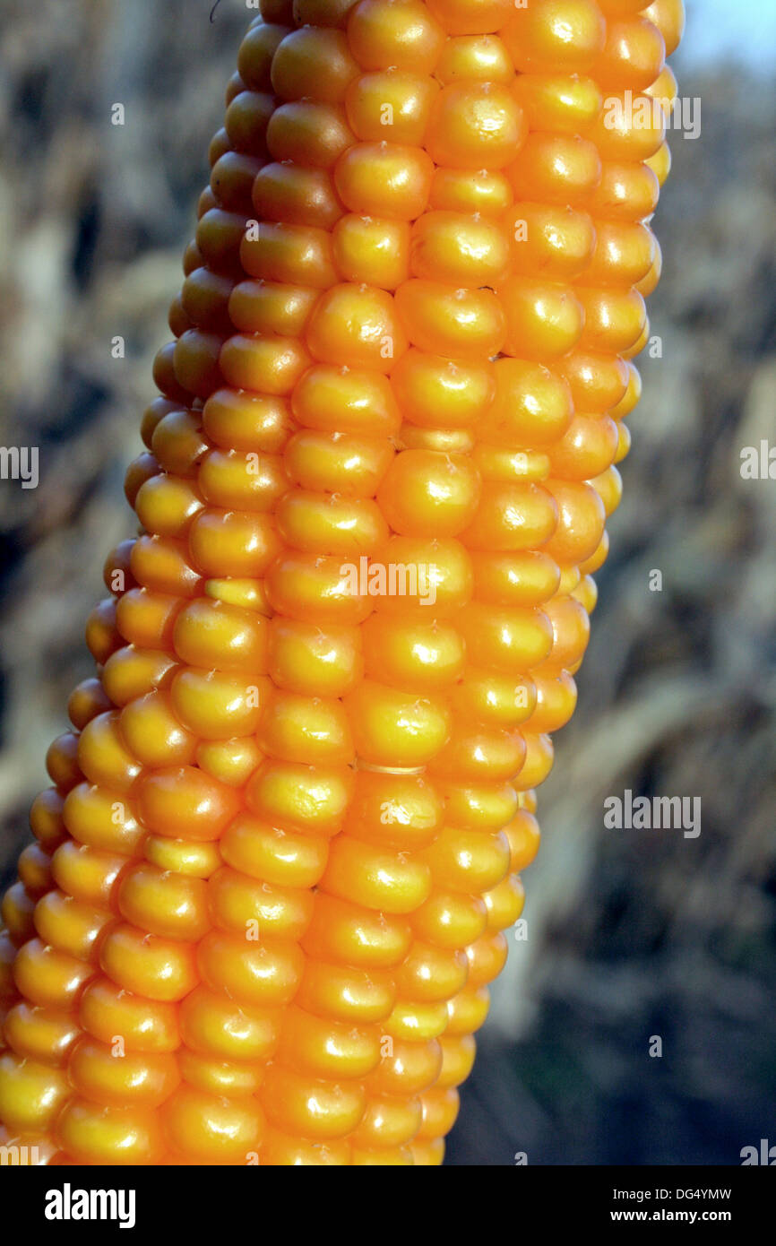 Mealie Corn High Resolution Stock Photography and Images - Alamy