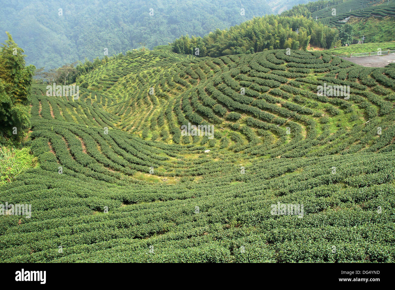 Tea field in central Taiwan Stock Photo - Alamy