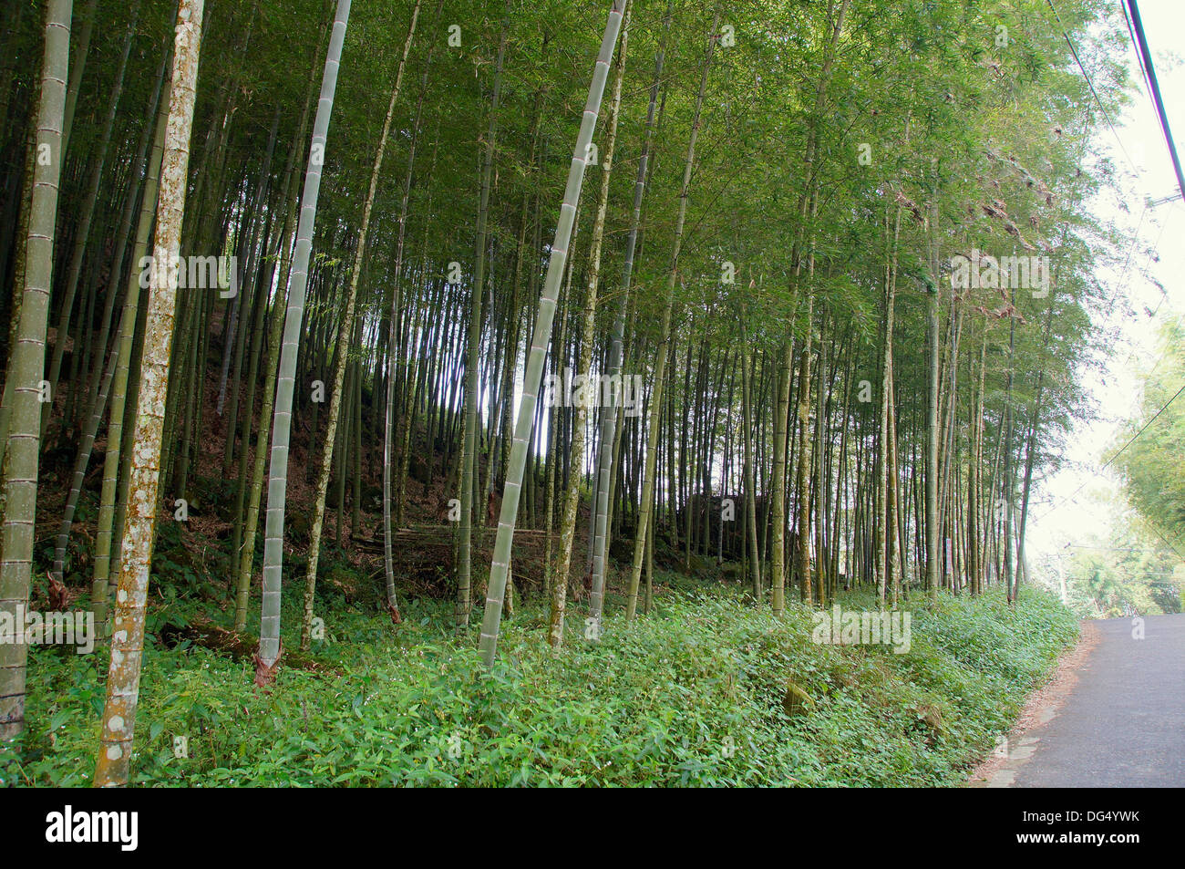 Bamboo field in the central Taiwan Stock Photo - Alamy