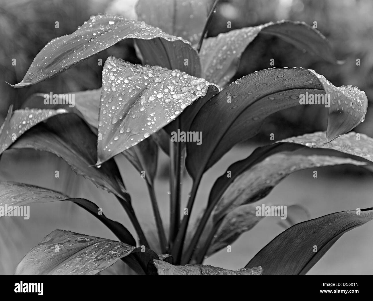 White flowers leaves water Black and White Stock Photos & Images - Alamy