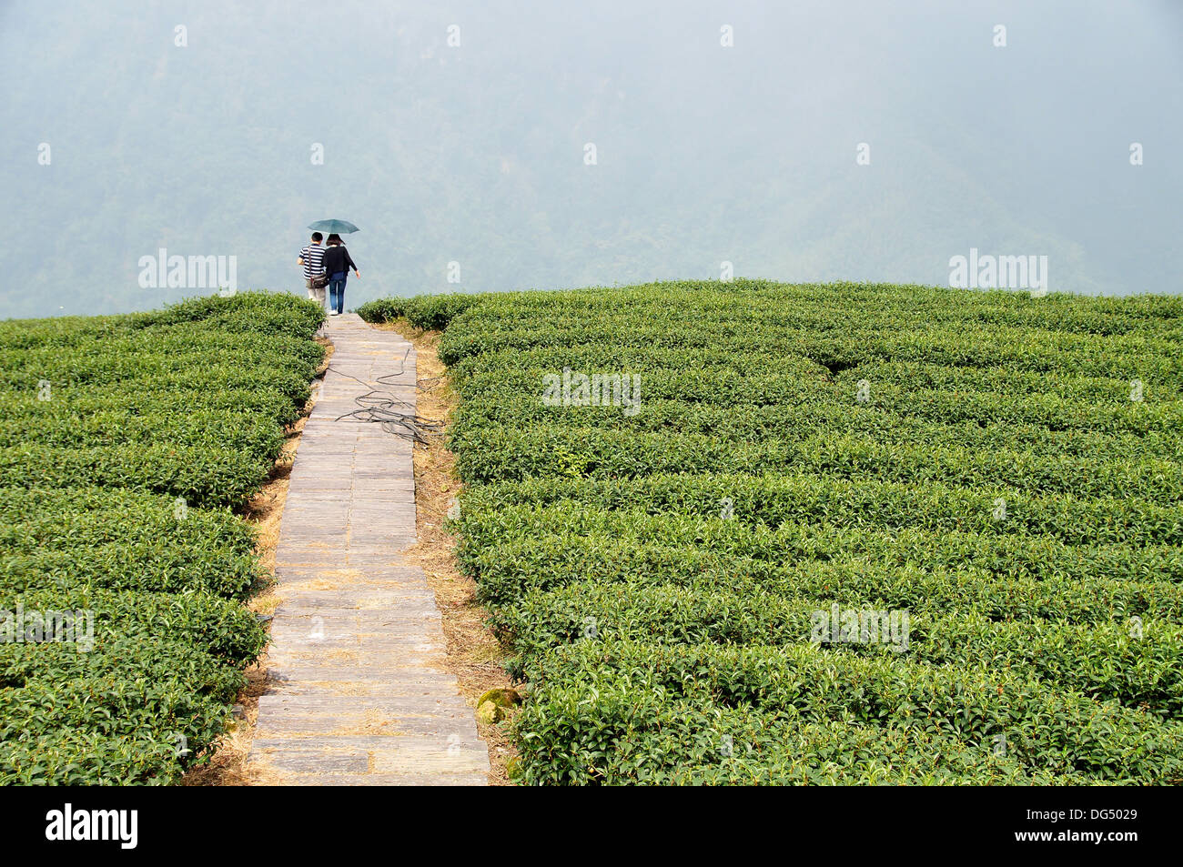 China tea culture hi-res stock photography and images - Alamy
