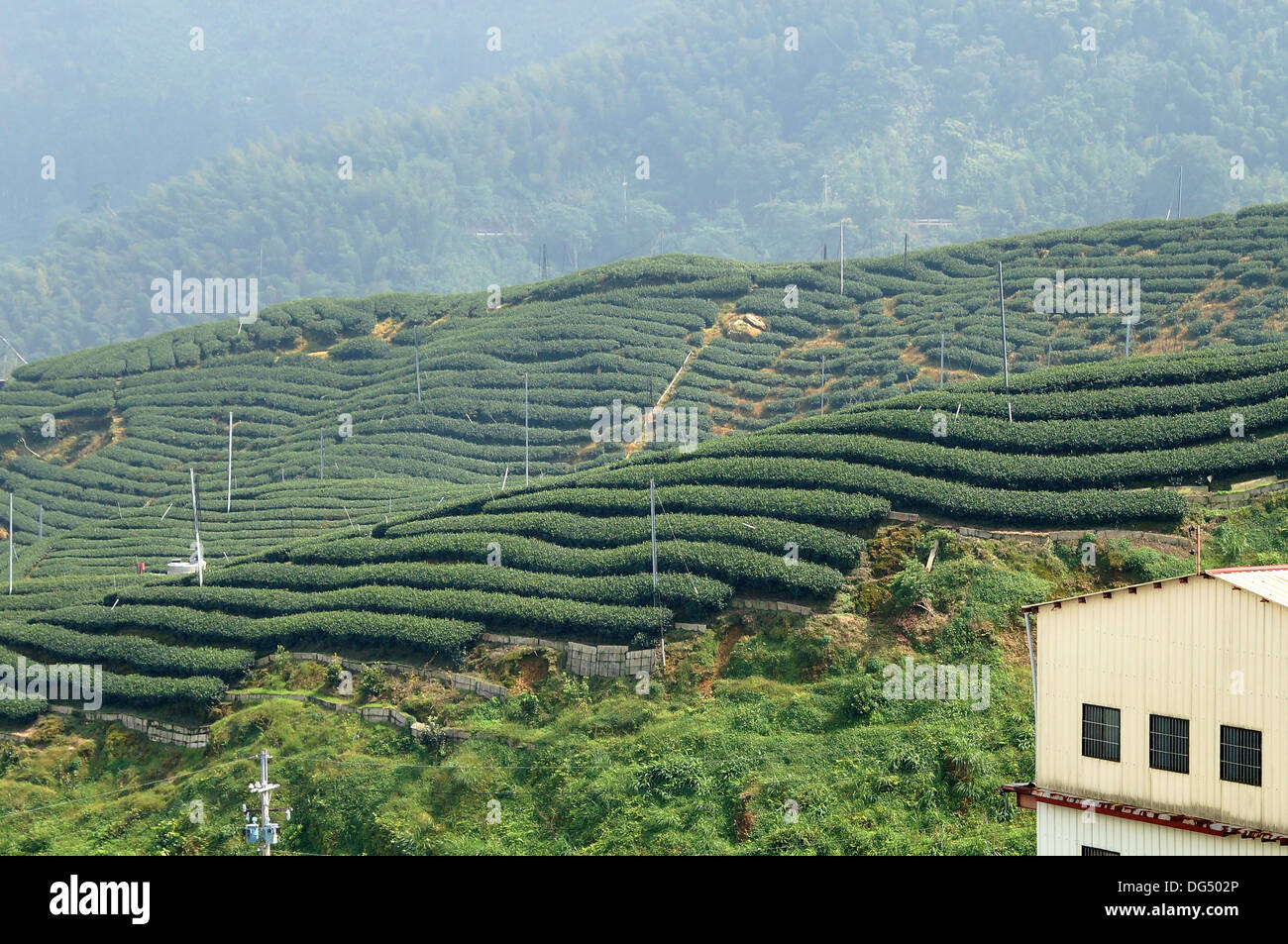 The plantation of tea at farm in central Taiwan Stock Photo - Alamy