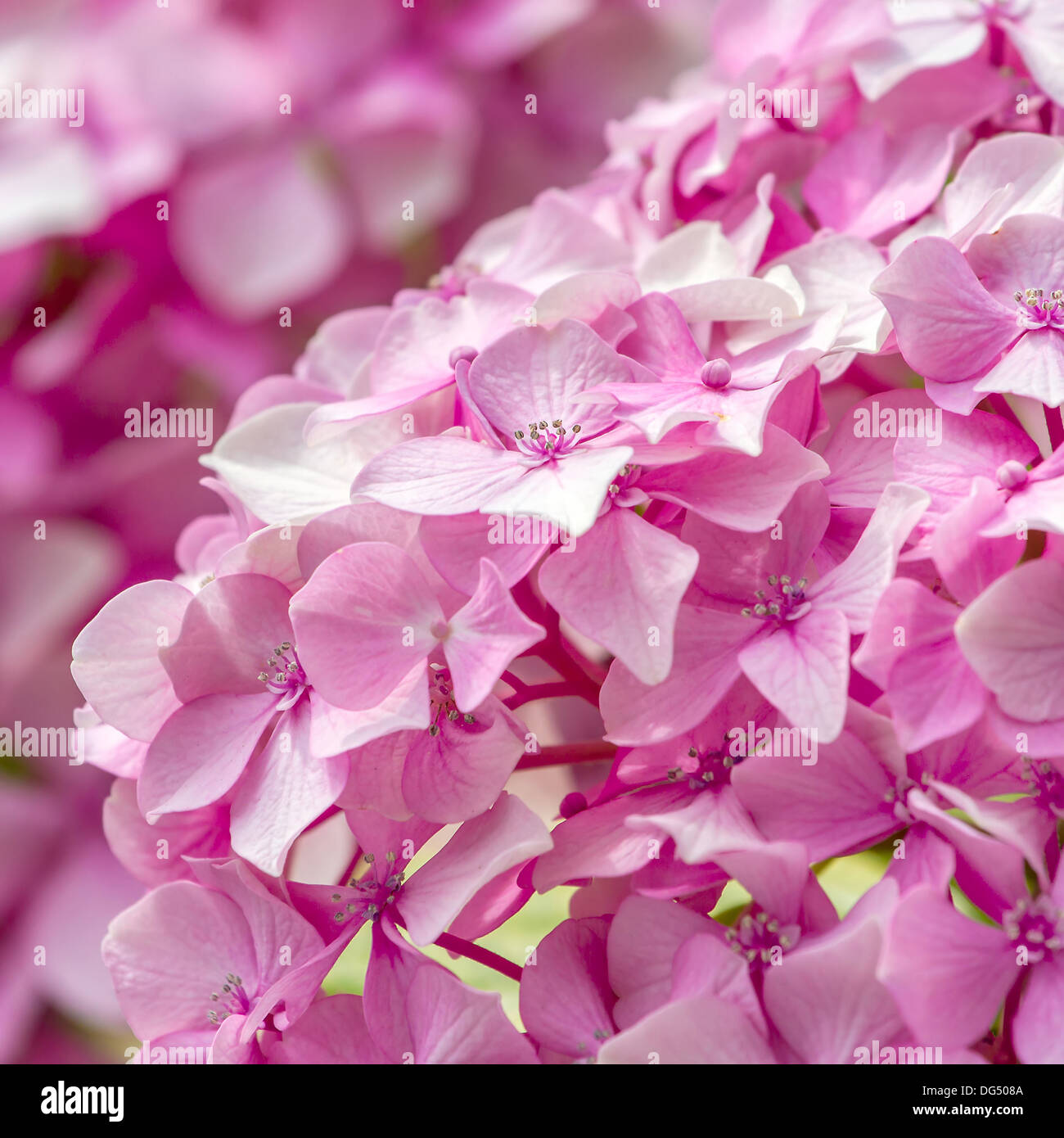 Pink small flowers hi-res stock photography and images - Alamy