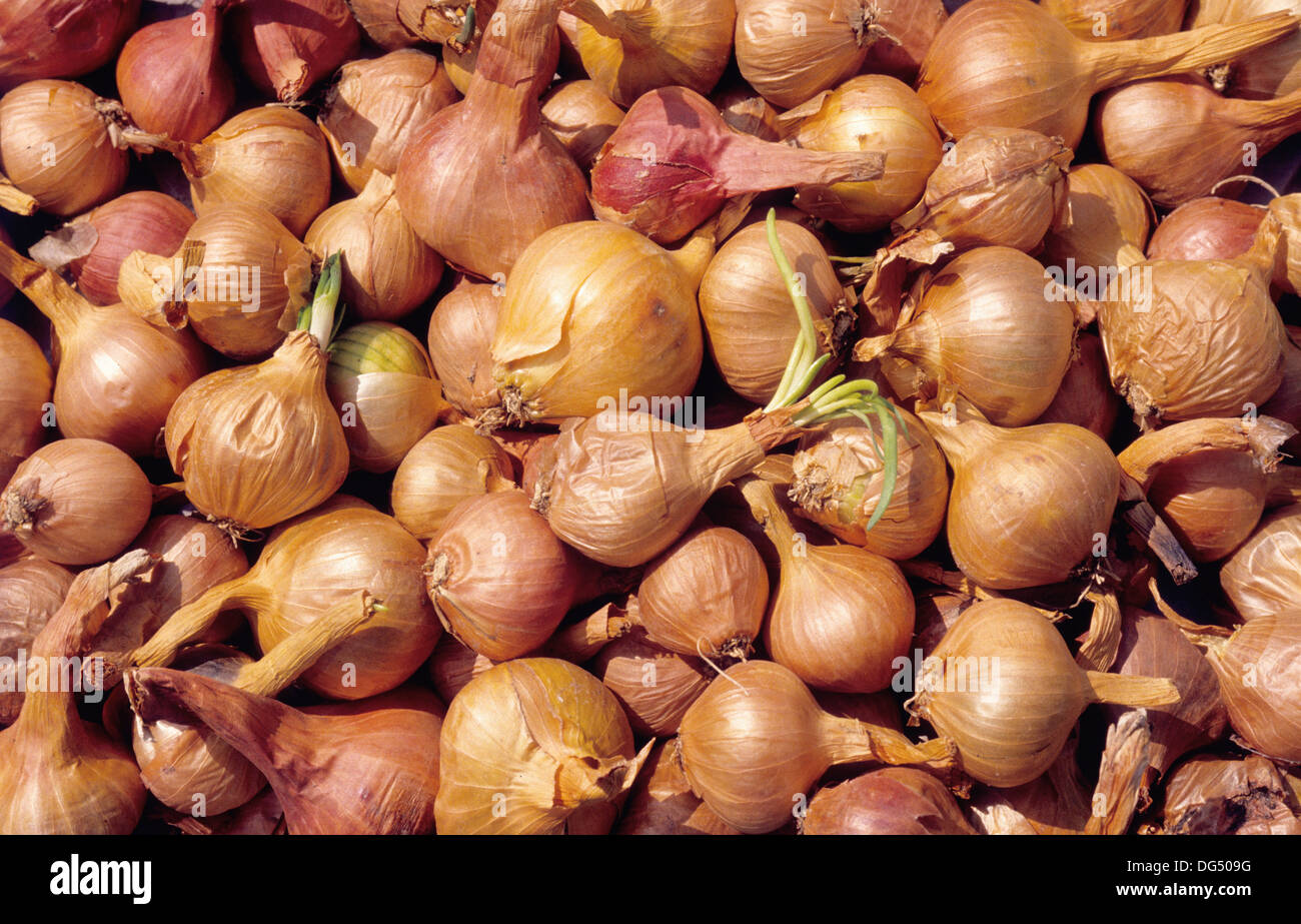 Onions in store Stock Photo - Alamy