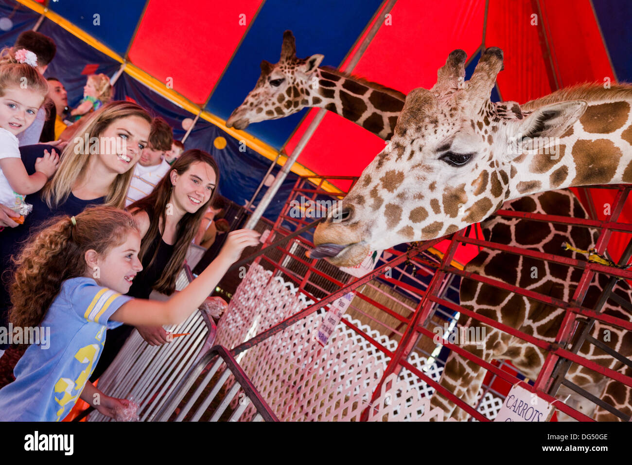 Girl feeds giraffes under big top, Great New York State Fair, Syracuse ...