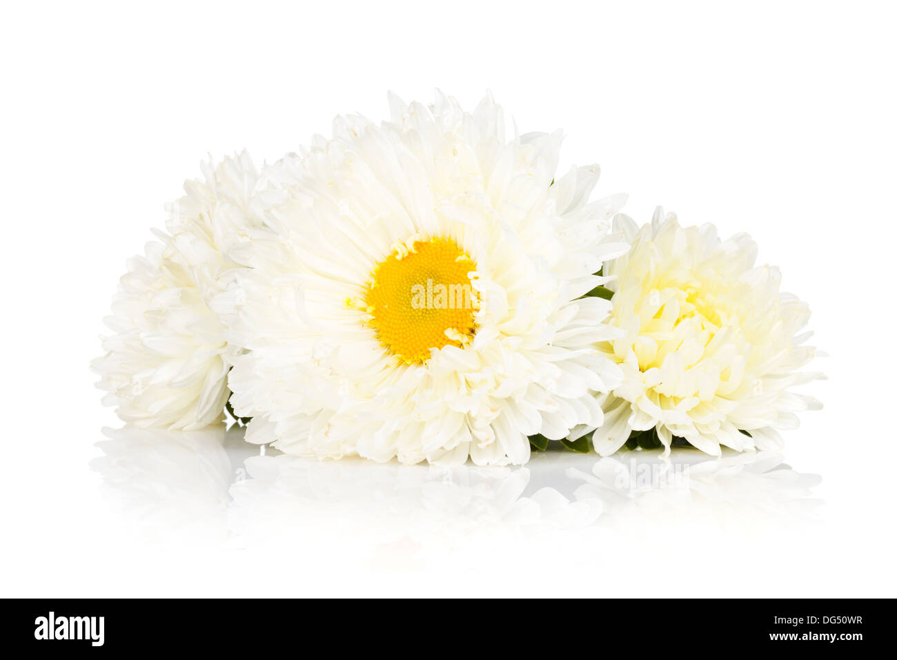 White aster flowers. Isolated on white background Stock Photo - Alamy