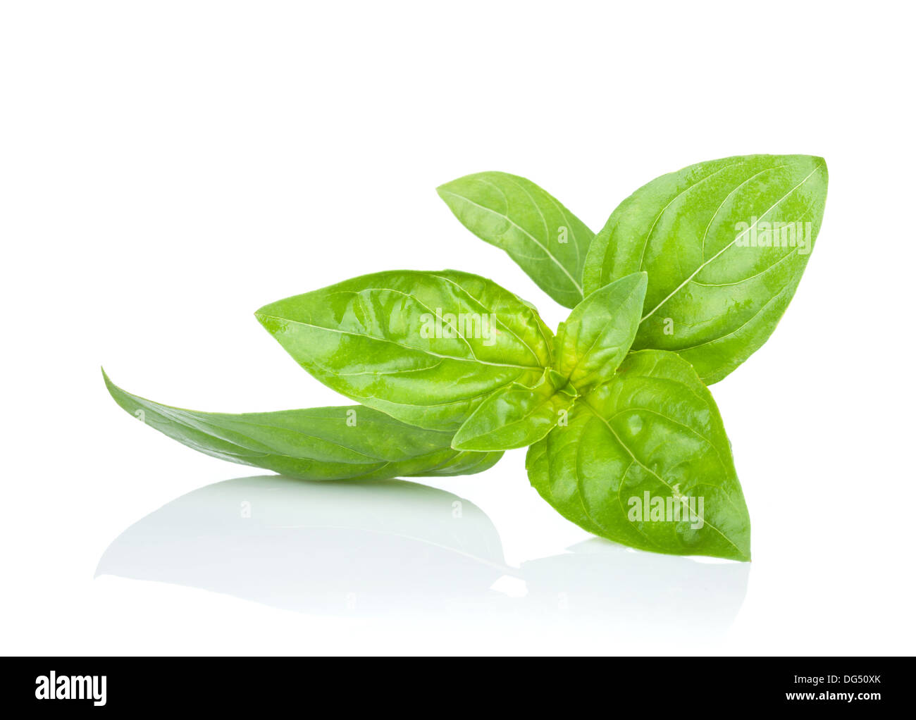 Fresh basil. Isolated on white background Stock Photo - Alamy