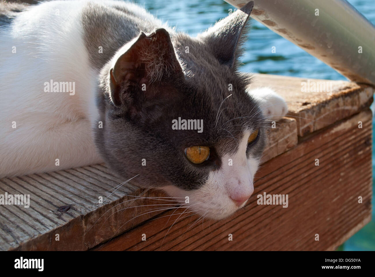 Curious cat watching the fish in the lake Stock Photo - Alamy