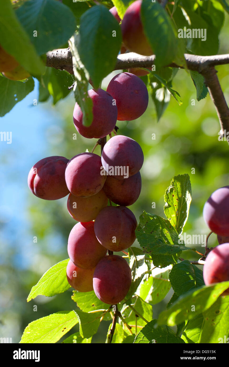 Cluster of red ripe plums on the background of green leaves Stock Photo ...